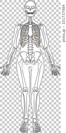 Whole body skeleton front female body surface - Stock Illustration ...