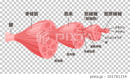 illustration of muscle structure - Stock Illustration [101781154] - PIXTA