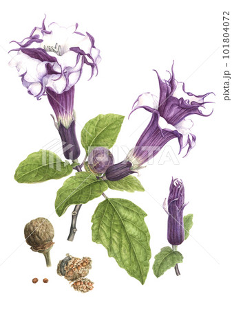 Datura Flower Drawing
