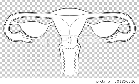 Human body cross-section anatomical drawing of... - Stock Illustration ...