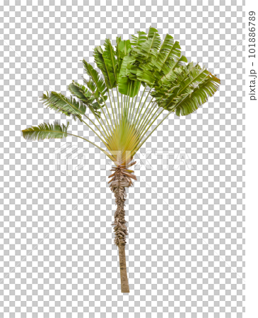 Ravenala madagascariensis isolated - Stock Illustration [101886789] - PIXTA