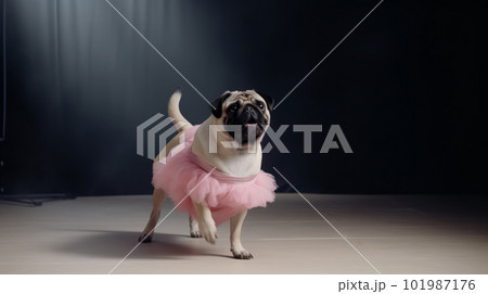 Pug Dod in a light pink ballet skirt is dancing...のイラスト素材 [101987176 ...