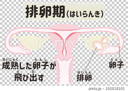 Image Of Uterus During Ovulation Ovulation To Implantation Hi Res
