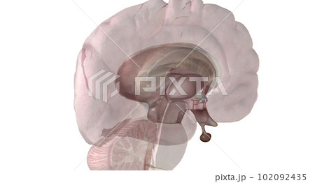 Pituitary gland is a small, pea sized gland...のイラスト素材 [102092435] - PIXTA