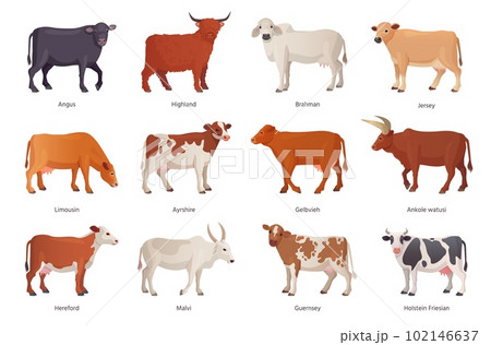 Breeding cattle. Breeds cattles farm mammal...のイラスト素材 [102146637] - PIXTA