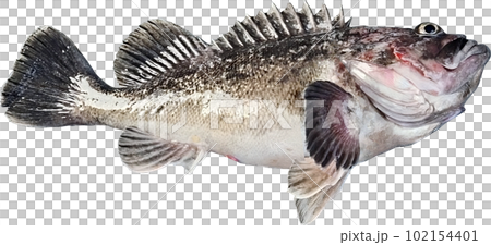 Rockfish isolated on transparent background - Stock Illustration ...
