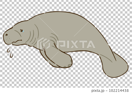 grieving manatee - Stock Illustration [102214438] - PIXTA