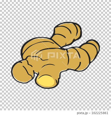 hand drawn illustration of ginger - Stock Illustration [102225861] - PIXTA