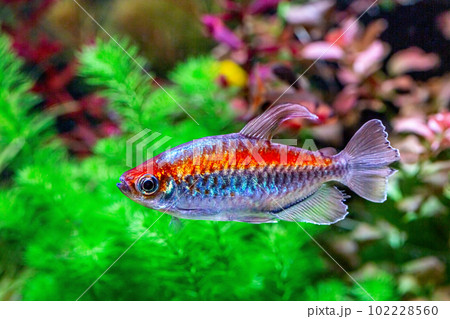 Congo River Basin Fish
