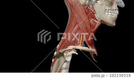 The cervical spine (neck region) consists of...のイラスト素材 [102230319] - PIXTA