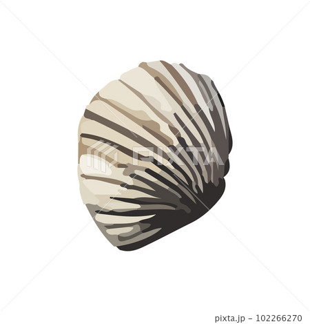 Vector Seashell watercolor illustration. Hand...のイラスト素材 [102266270] - PIXTA