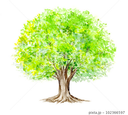 大きな木の水彩イラストのイラスト素材 [102366597] - PIXTA