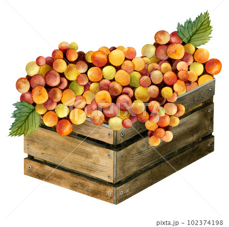 Watercolor yellow red orange grapes harvest in...のイラスト素材 [102374198 ...