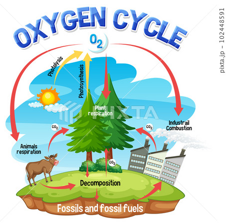 Oxygen Cycle Diagram And Explanation Exploring The Evolution Of