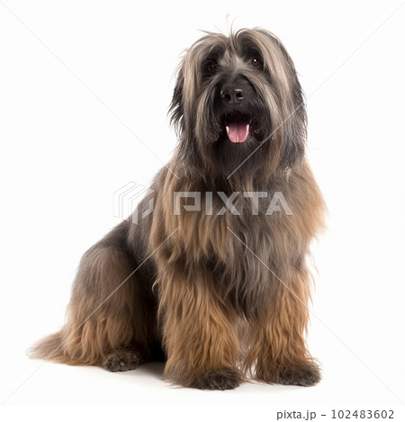 White Briard Dog