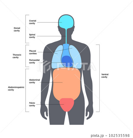 Body cavities posterのイラスト素材 [102535598] - PIXTA