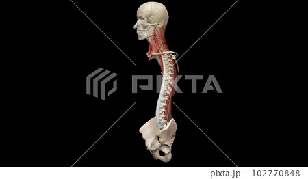 The cervical spine (neck region) consists of...のイラスト素材 [102770848] - PIXTA