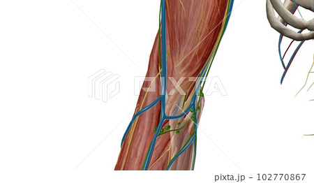 The cubital (anticubital) fossa is a...のイラスト素材 [102770867] - PIXTA