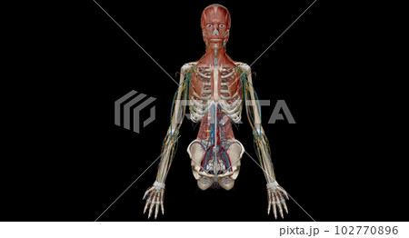 Human anatomy body. Skeletal, organ, vascular,...のイラスト素材 [102770896 ...