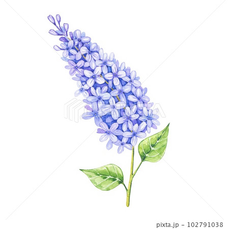 Sprig of blooming lilac, lilac flower,...のイラスト素材 [102791038] - PIXTA