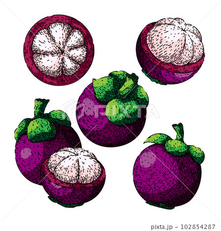 Mangosteen Tree Drawing