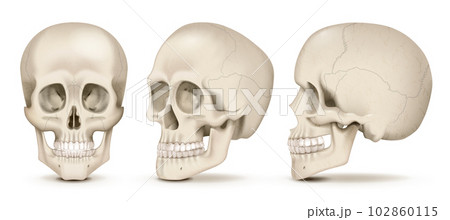 Realistic Skulls Setのイラスト素材 [102860115] - PIXTA