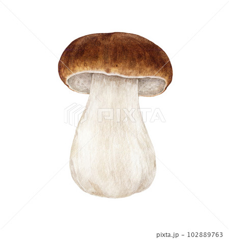 Single Edible Mushroom