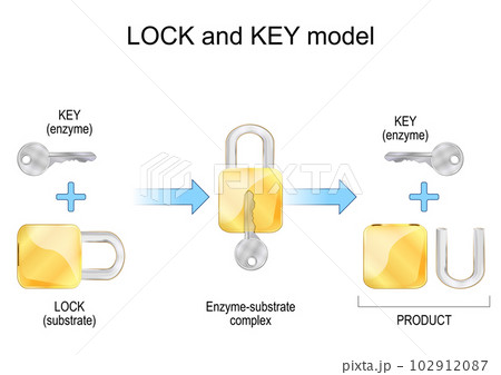 Lock and key model. Enzyme, substrate,...のイラスト素材 [102912087] - PIXTA