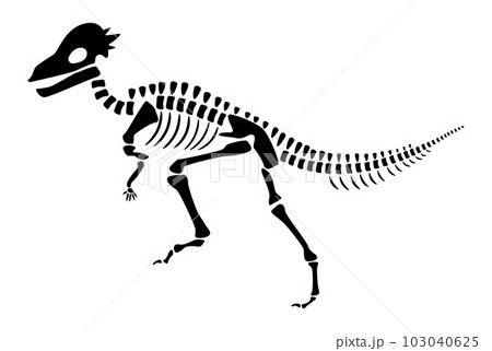 Pachycephalosaurus Skeleton