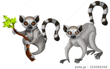 Two lemurs isolated on white backgroundのイラスト素材 [103086268] - PIXTA