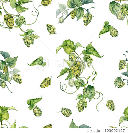 Hop vine, plant humulus watercolor seamless...のイラスト素材 [103092197] - PIXTA