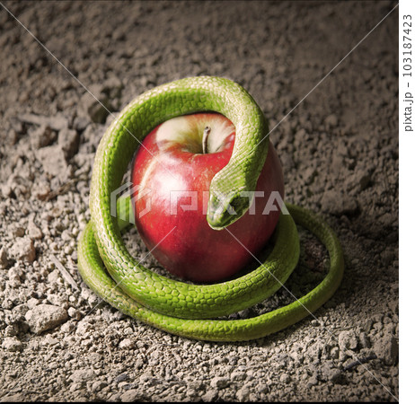 A snake wrapped around an apple as a symbol of...の写真素材 [103187423] - PIXTA
