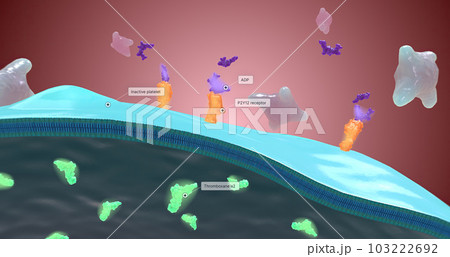 Platelet activation and aggregation play an...のイラスト素材 [103222692] - PIXTA