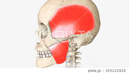 There are four muscles of mastication....のイラスト素材 [103222828] - PIXTA