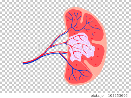 Inside the human spleen - Stock Illustration [103253693] - PIXTA