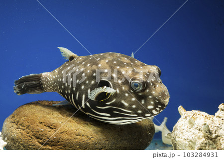 Saltwater Blue Puffer Fish