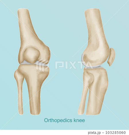 Orthopedics of knee anatomy ap and lateral view.のイラスト素材 [103285060] - PIXTA