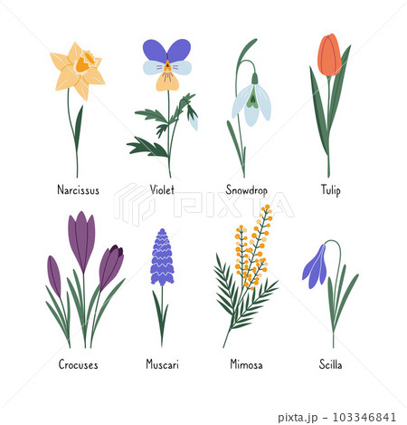 Spring Flowers Names And Pictures - Infoupdate.org