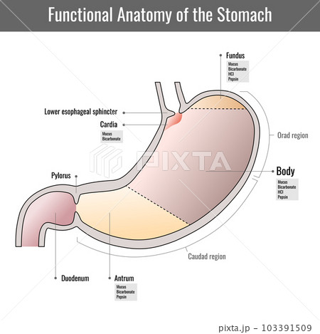 Antrum Stomach Anatomy Diagram Stomach Sections Diagram Stock