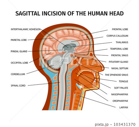 Human Head Anatomy Compositionのイラスト素材 [103431370] Pixta