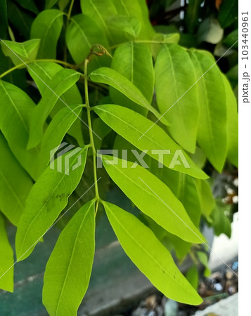 Longan Tree Leaf