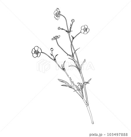 Sketch Floral Botany Collection. Flower...のイラスト素材 [103497888] - PIXTA