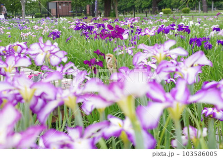 フクロウと花菖蒲の写真素材 [103586005] - PIXTA