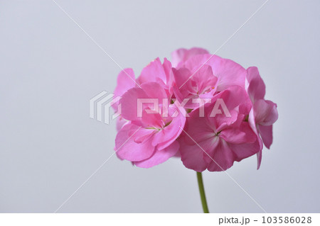 ゼラニウムの写真素材 [103586028] - PIXTA