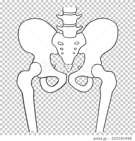 Illustration of a simple pelvis - Stock Illustration [103592498] - PIXTA