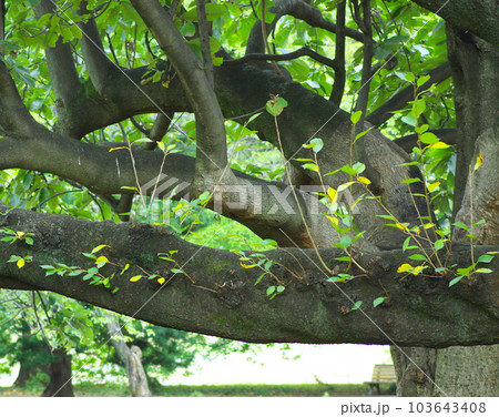 Thick Tree Branch