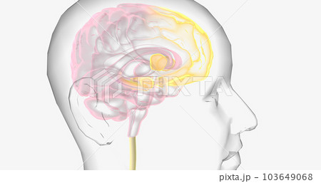 Reward Pathway in the Brainのイラスト素材 [103649068] - PIXTA