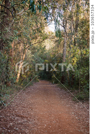 Rough Road Inbetween Trees At Karura Forest...の写真素材 [103657334] - PIXTA