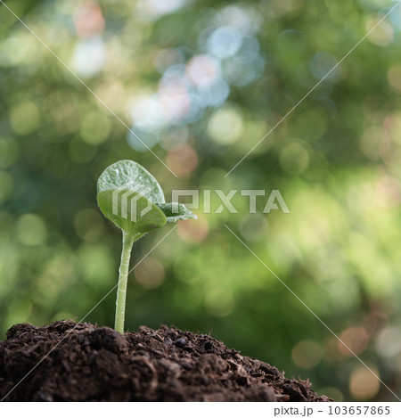 New small tree sprout growingの写真素材 [103657865] - PIXTA