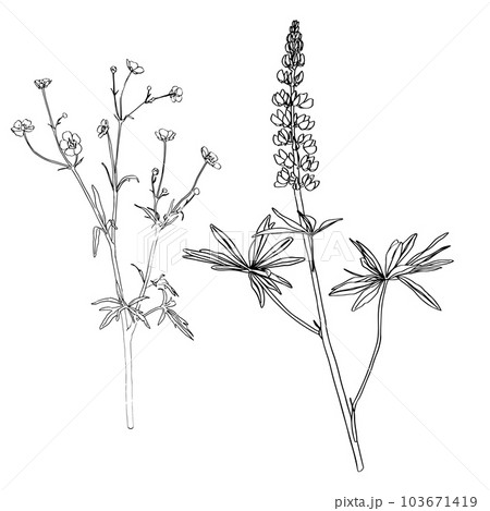 Sketch Floral Botany Collection. lupine flower...のイラスト素材 [103671419 ...